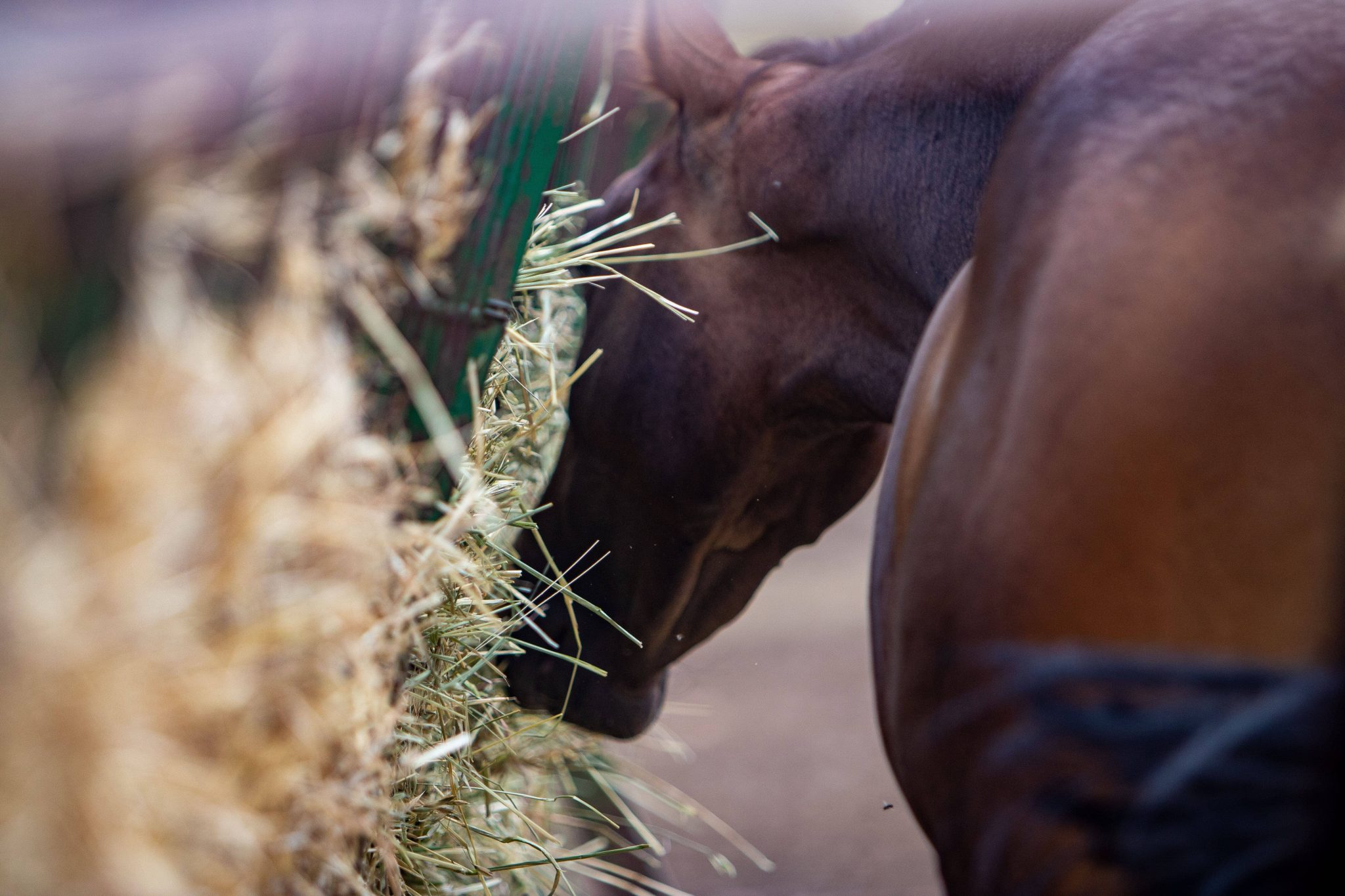 Forraje para caballos de calidad: importante alimentación equina